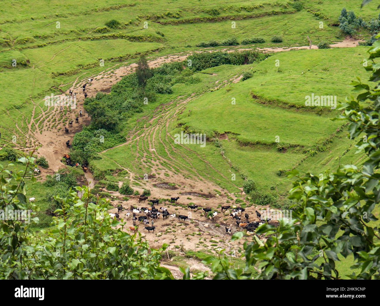 Deforested hills in Gishwati forest, Rwanda Stock Photo - Alamy