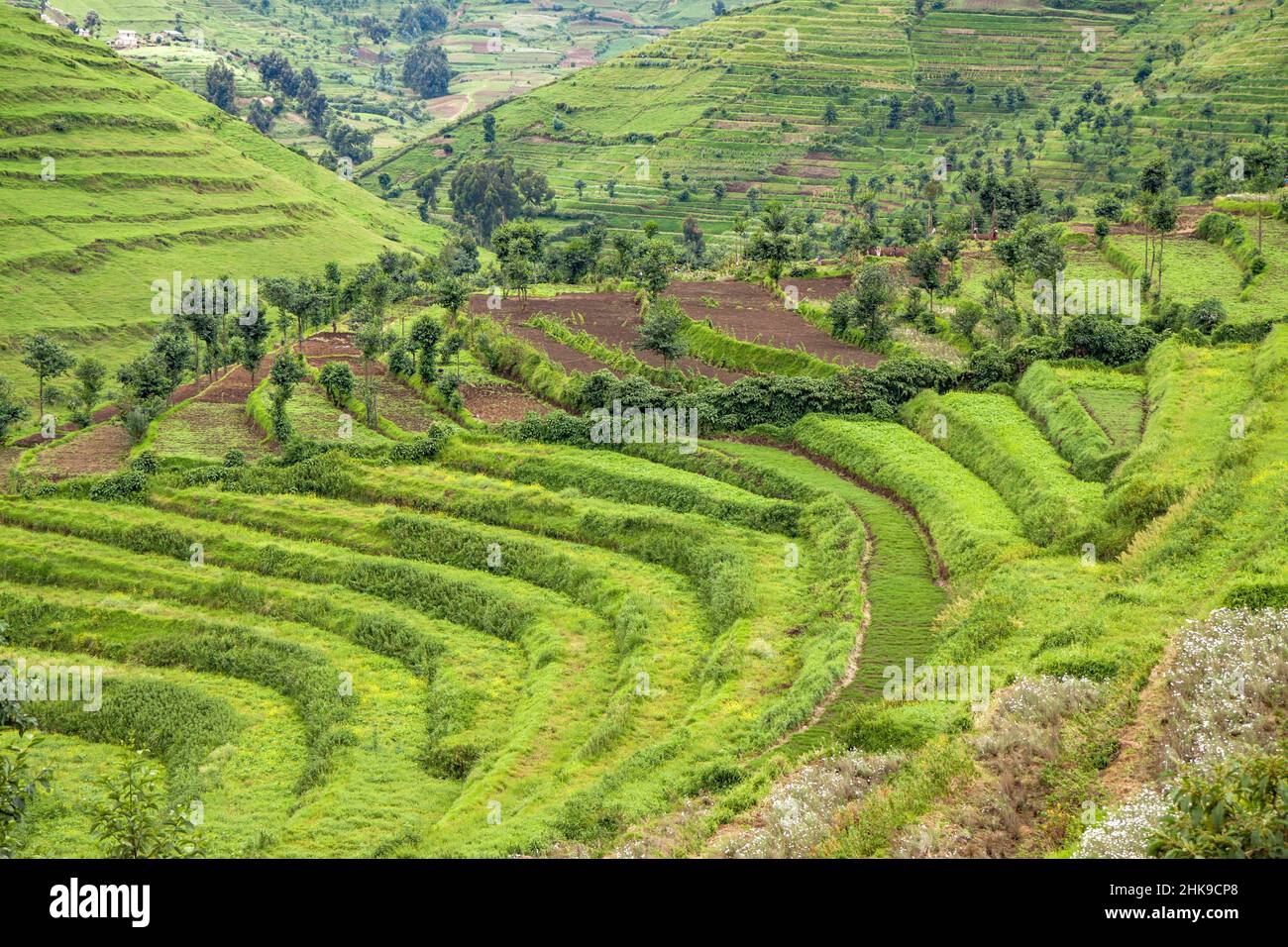 Radical terracing in Rwanda Stock Photo - Alamy