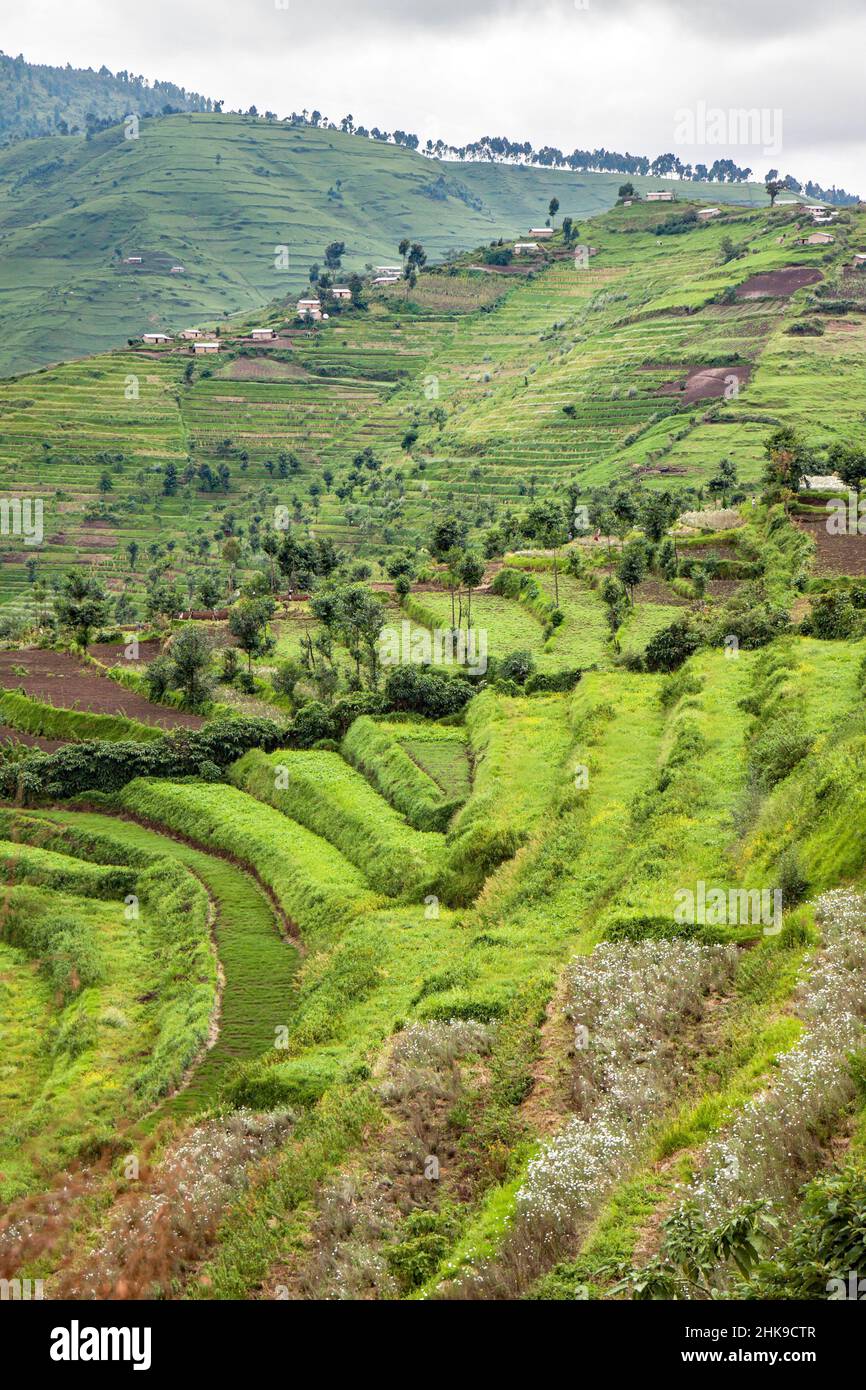 Radical terracing in Rwanda Stock Photo - Alamy