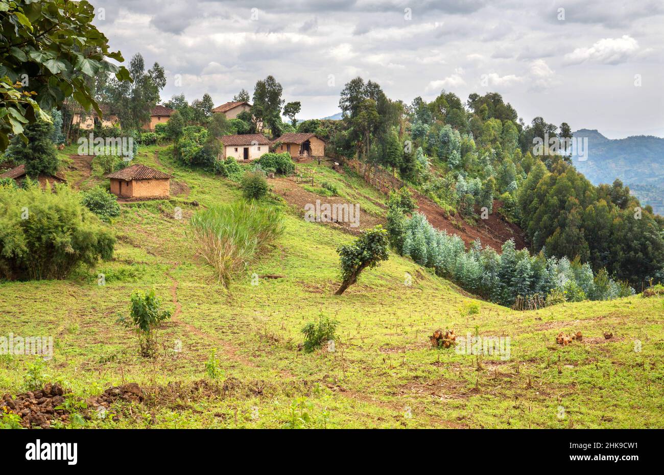 Eucalyptus tree italy hi-res stock photography and images - Alamy