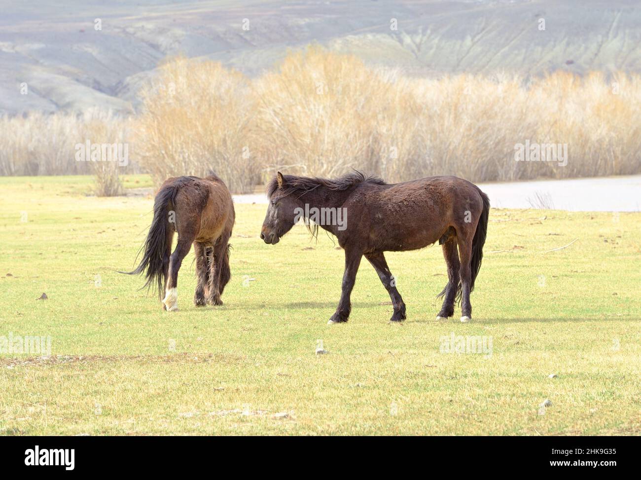 Horses in the Altai Mountains. Pets graze on a spring meadow in the ...