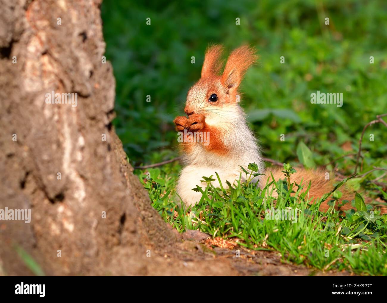 Squirrels in spring in Siberia. A young squirrel eats in the green ...