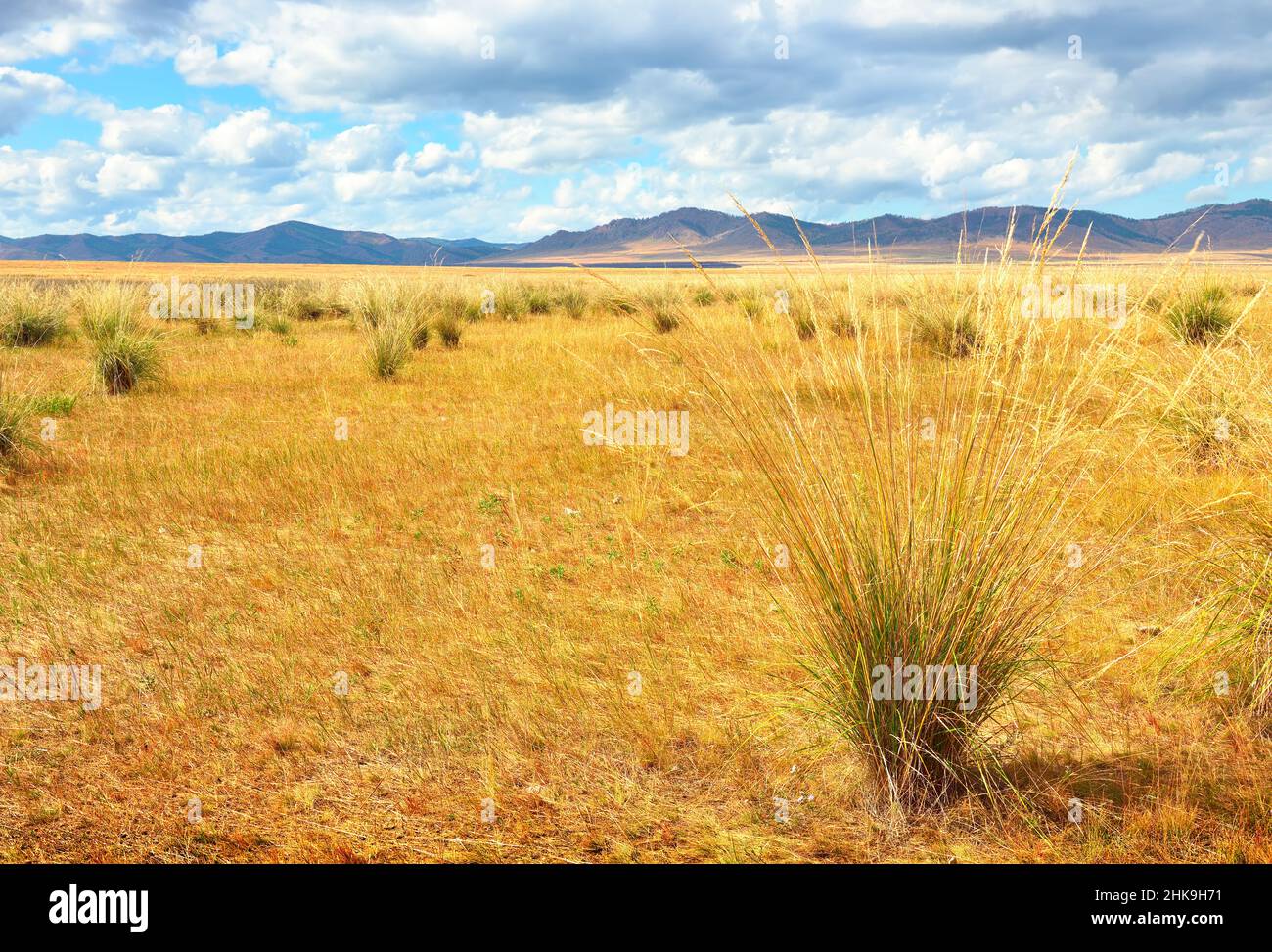 Grass bushes in the steppe against the background of mountain ranges on ...