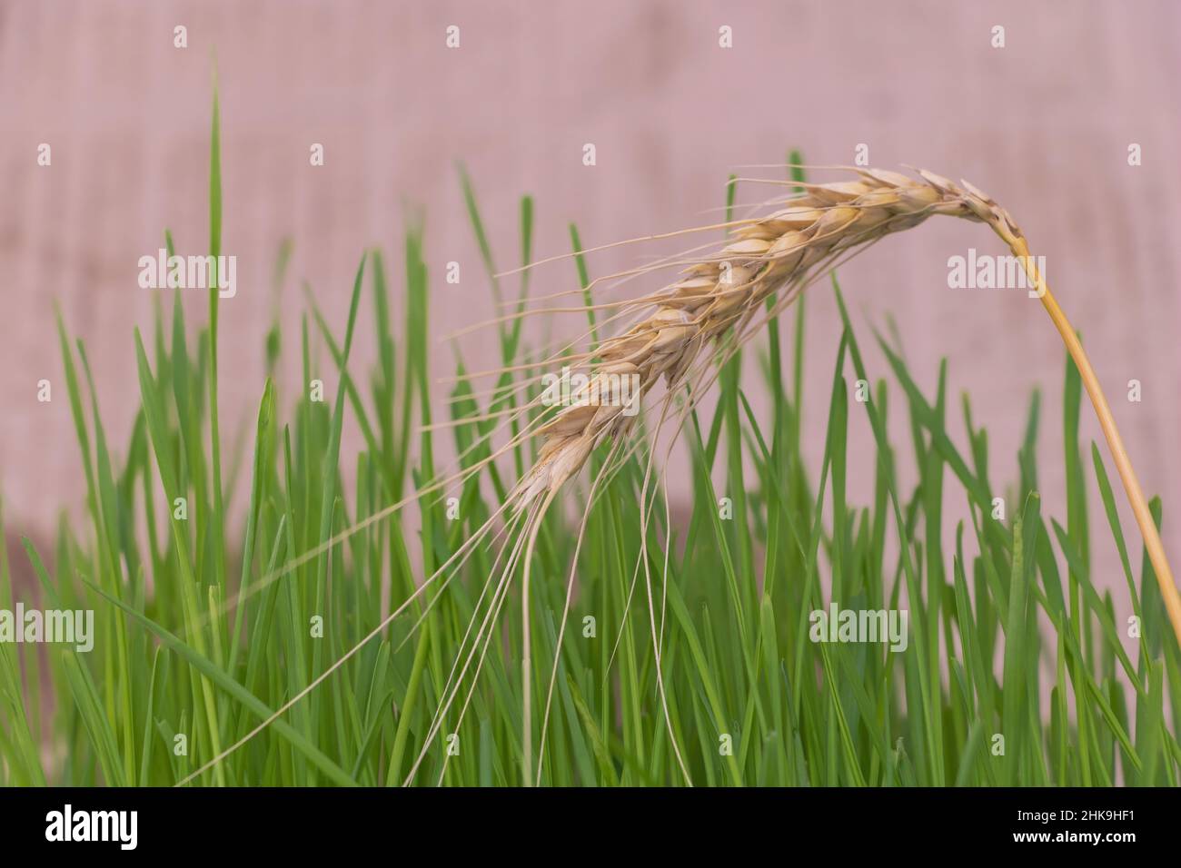 Close up shot of a ear of wheat and wheatgrass in the backgruound Stock ...
