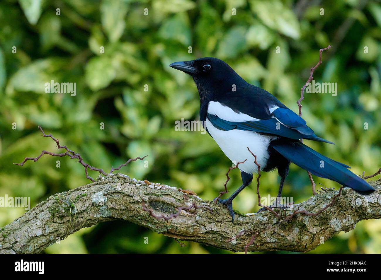 Magpie on a branch Stock Photo - Alamy