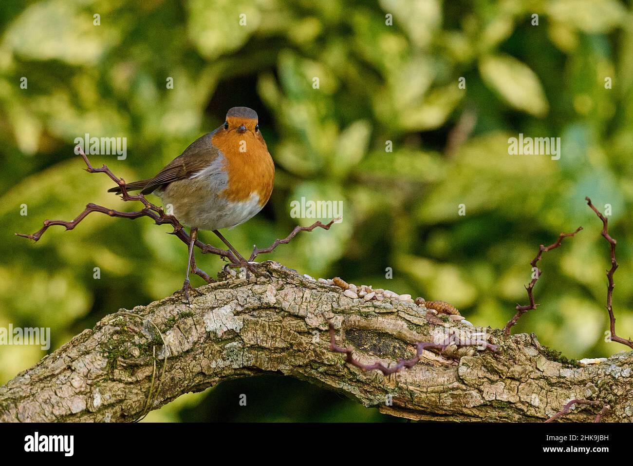 Robin on a branch Stock Photo - Alamy