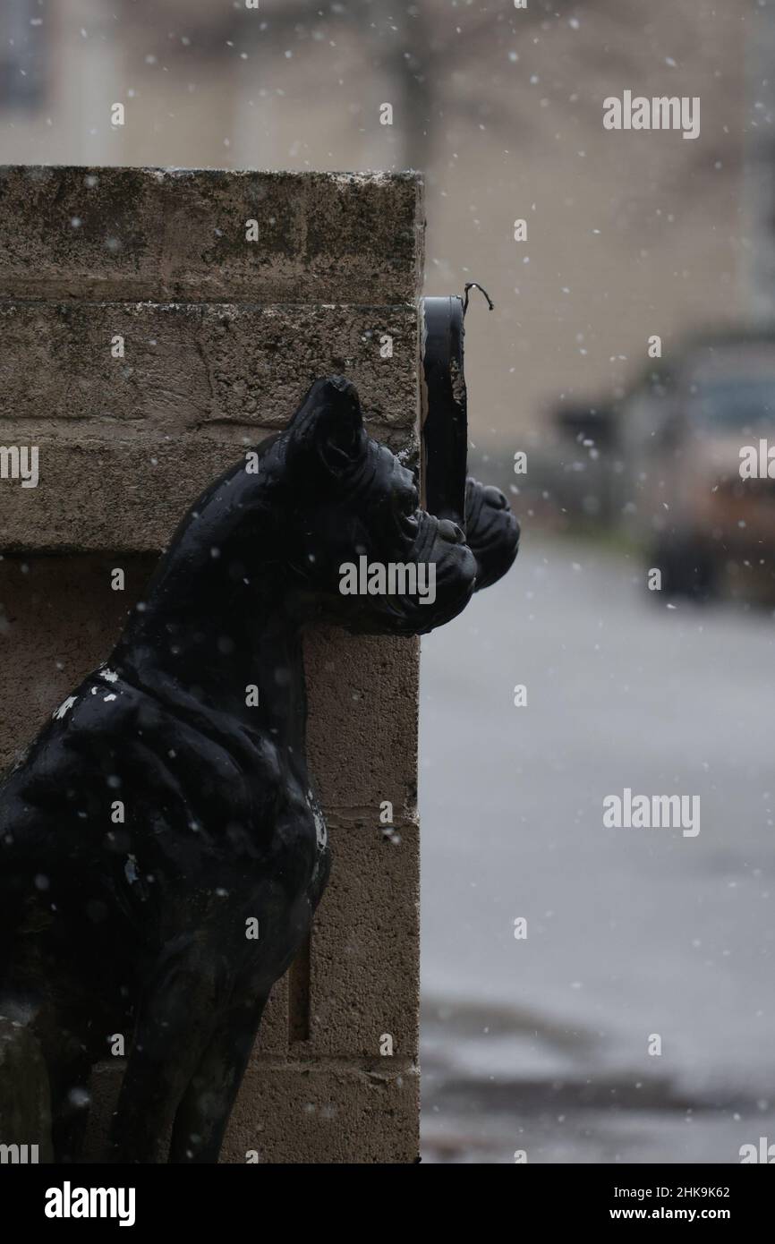 Cane corso dog outdoors during a snowfall Stock Photo - Alamy
