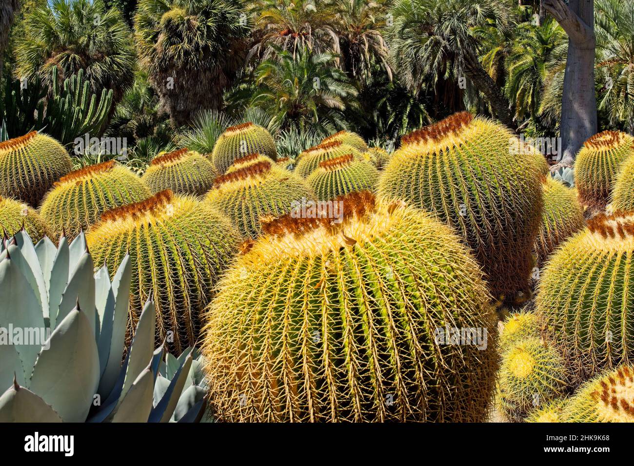 Many Barrel Cactus and Century plant Stock Photo - Alamy