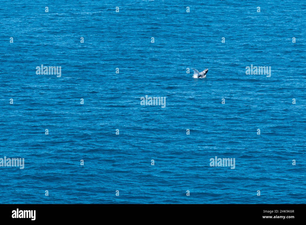 Whale spotted in the blue ocean Stock Photo - Alamy