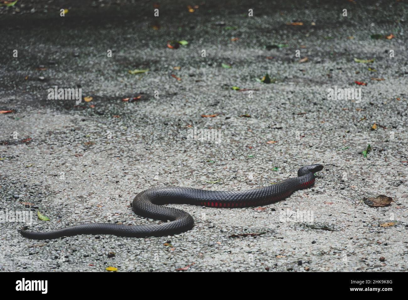 Venomous snake crawling on the road Stock Photo - Alamy