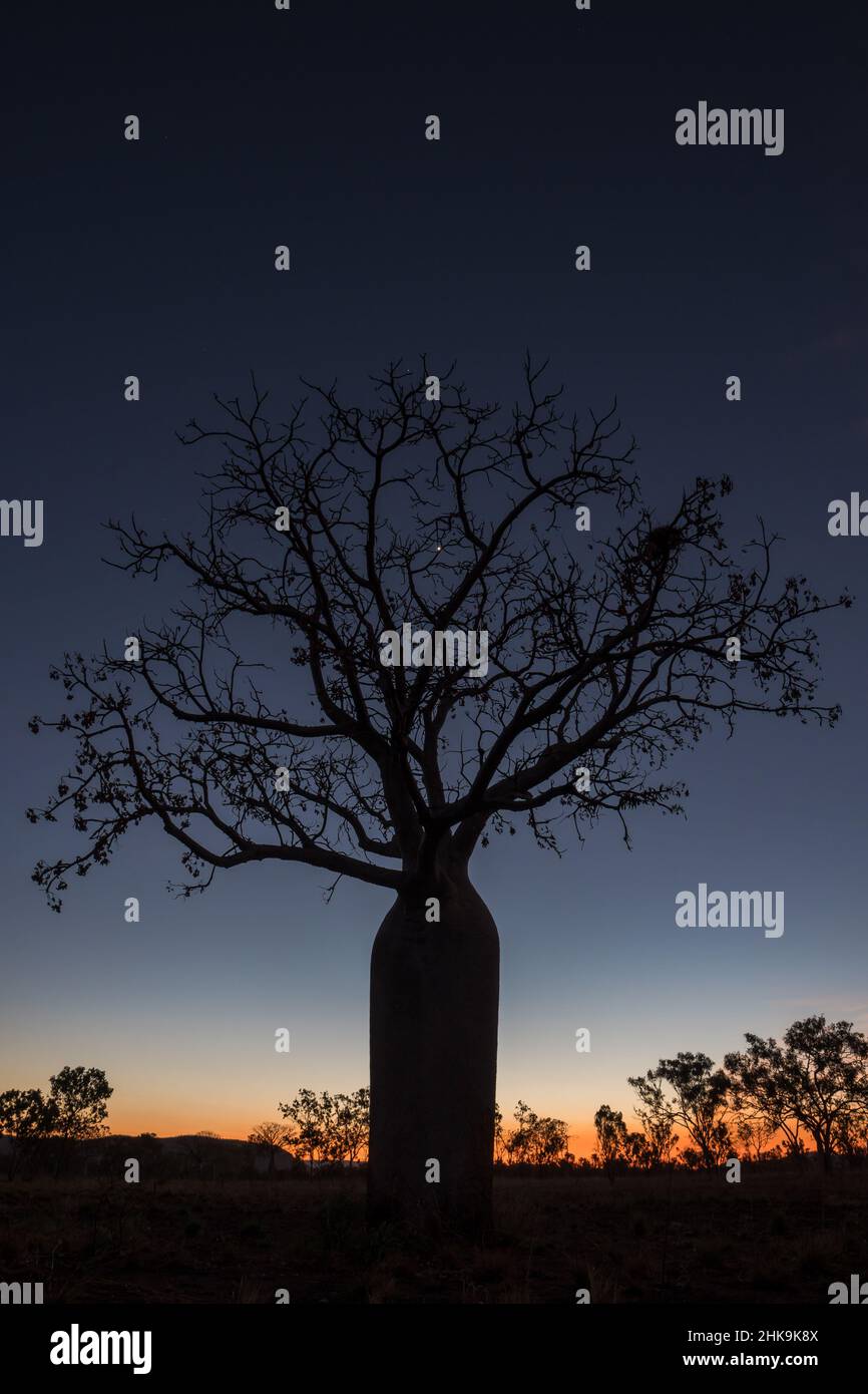 Australian boab tree adansonia gregorii hi-res stock photography and ...