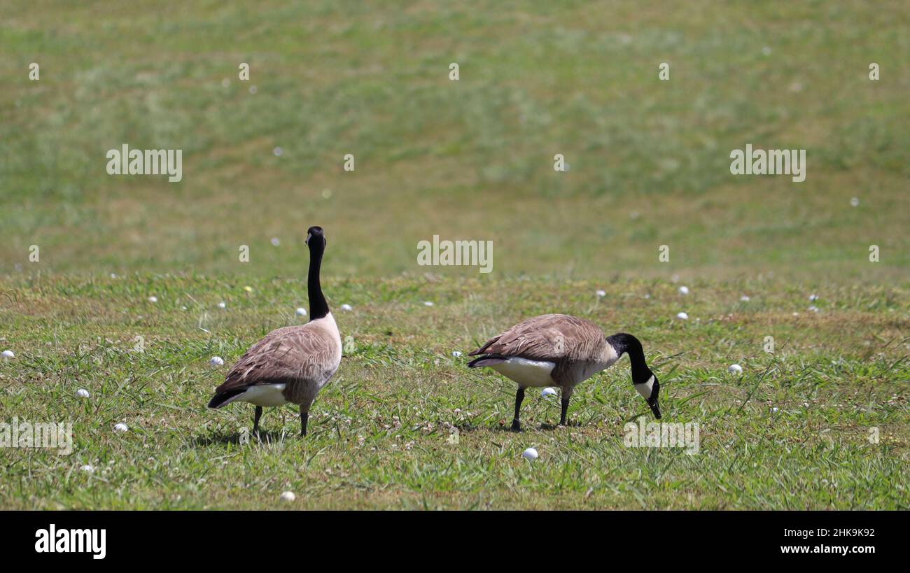 Canadian geese in a grassland Stock Photo - Alamy