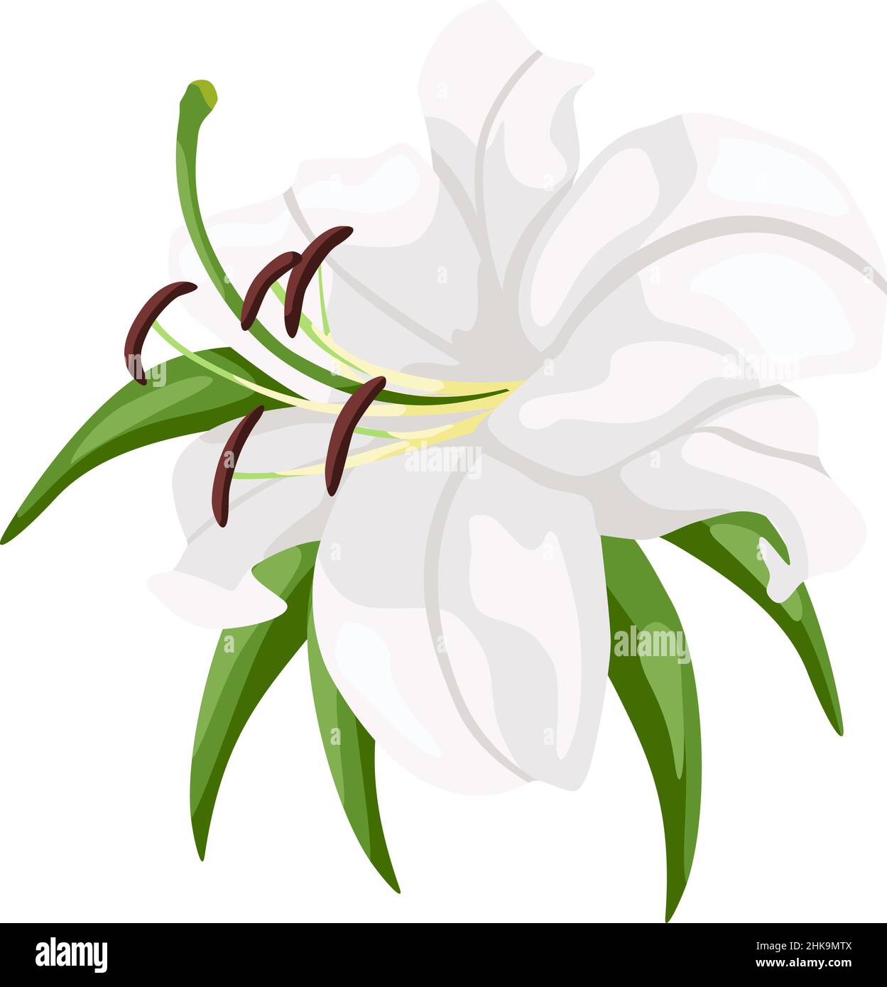 Easter Lily Vector