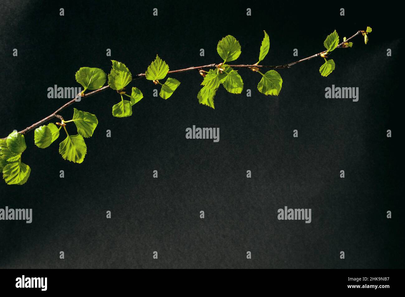 Birch branch with young leaves. Contrast appearance on dark background ...