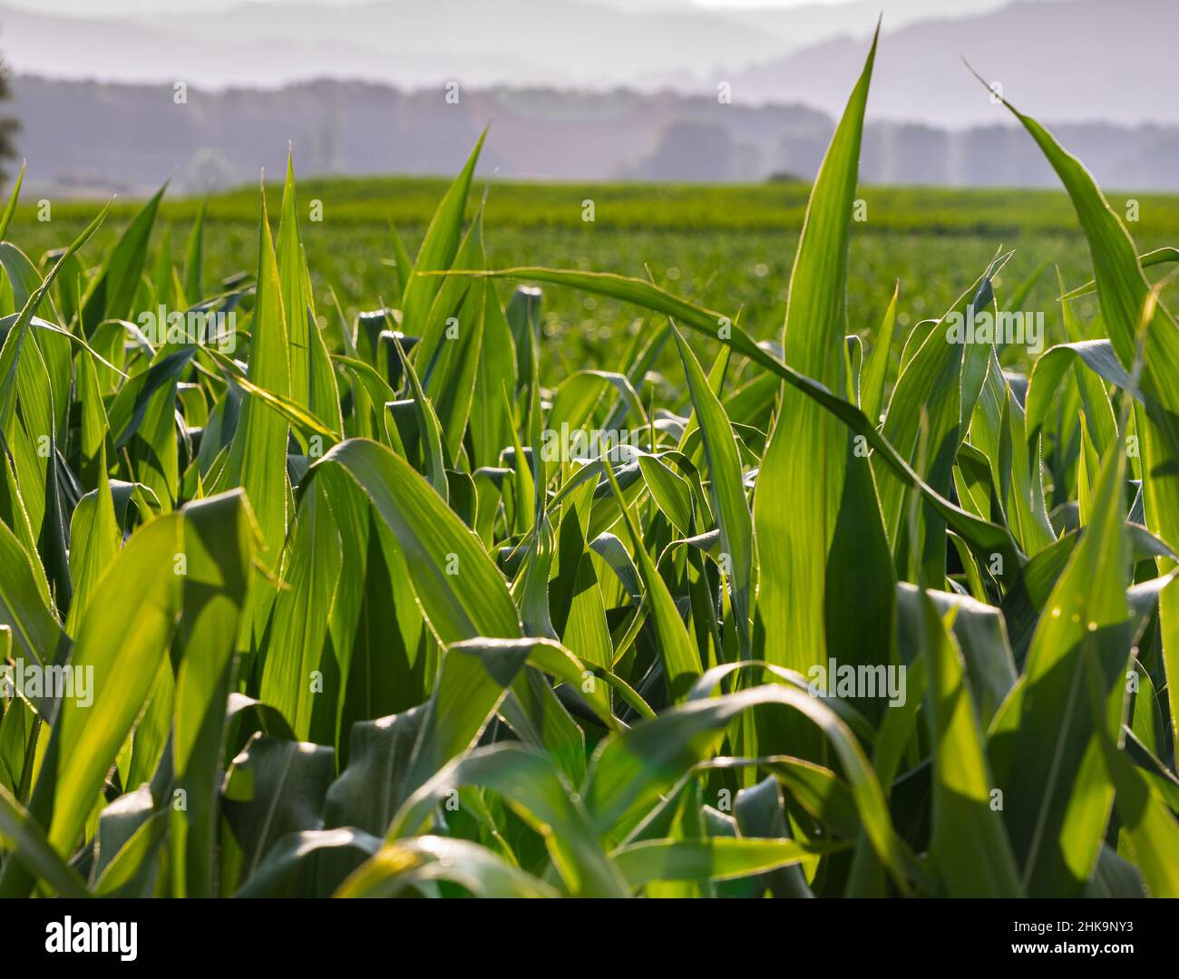 Stormy Corn Field in countryside of Canada.Organic corn field farm ...