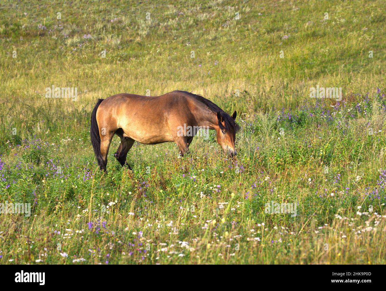 A pet among the thick green grass in summer. Altai, Siberia, Russia ...