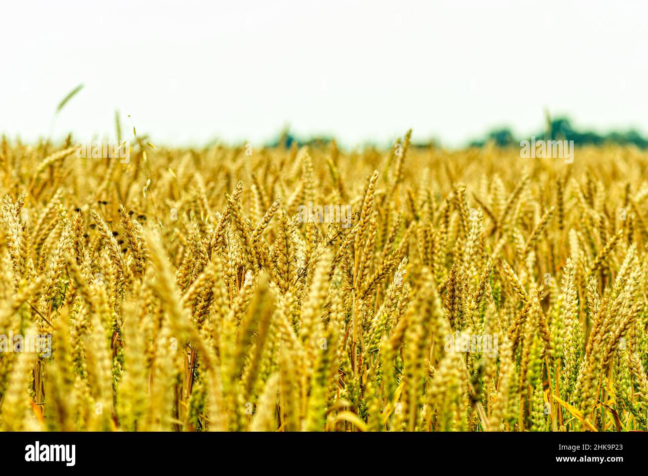 yellow grain ready for harvest growing in a farm field Stock Photo - Alamy