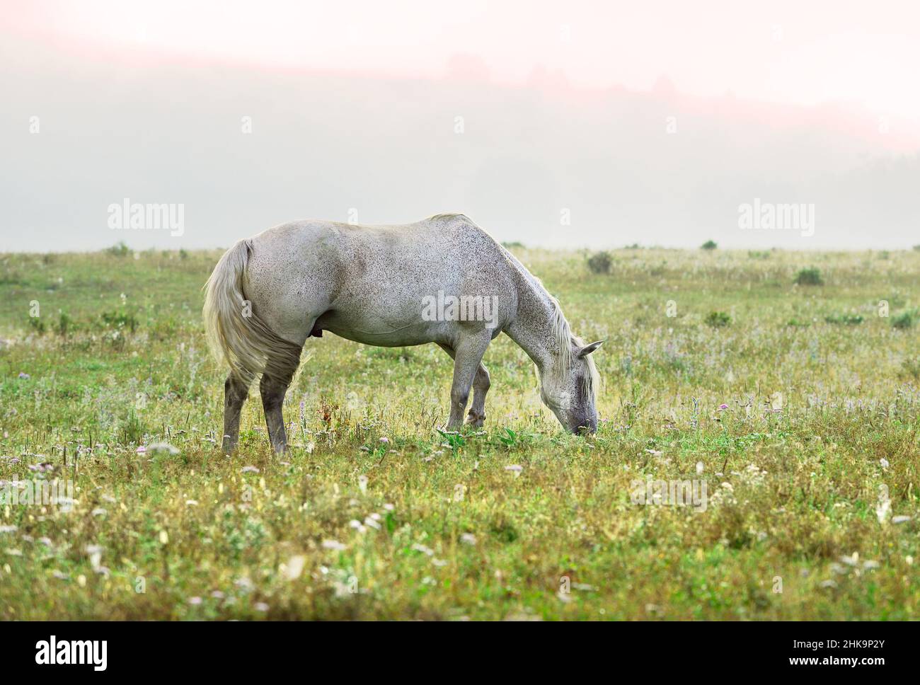 A pet in the morning grass on a blurry background. Altai, Siberia ...