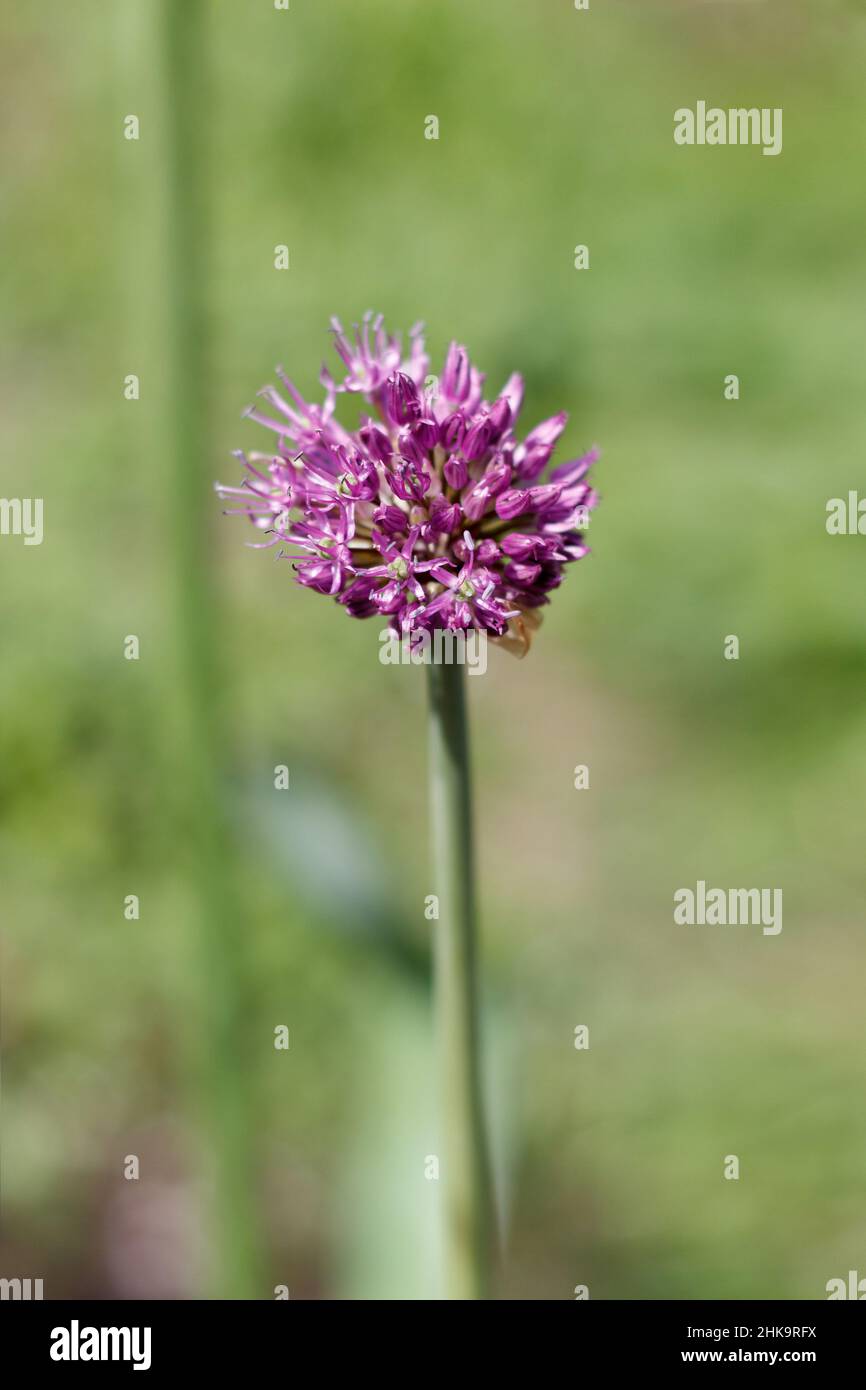 Flowering garlic on stem, blooms in shape of a ball with purple flowers ...