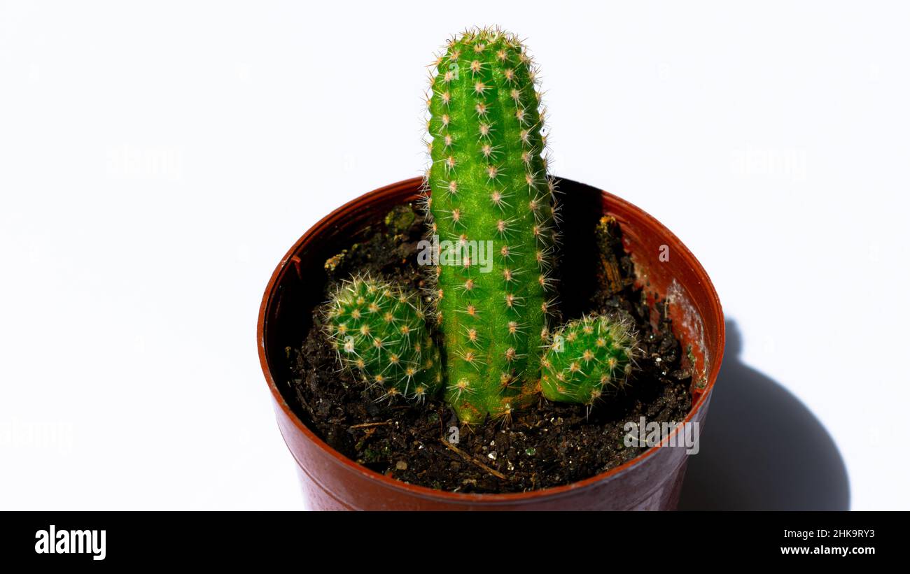 Photographs of green mini cacti, planted in a small brown plastic pot ...