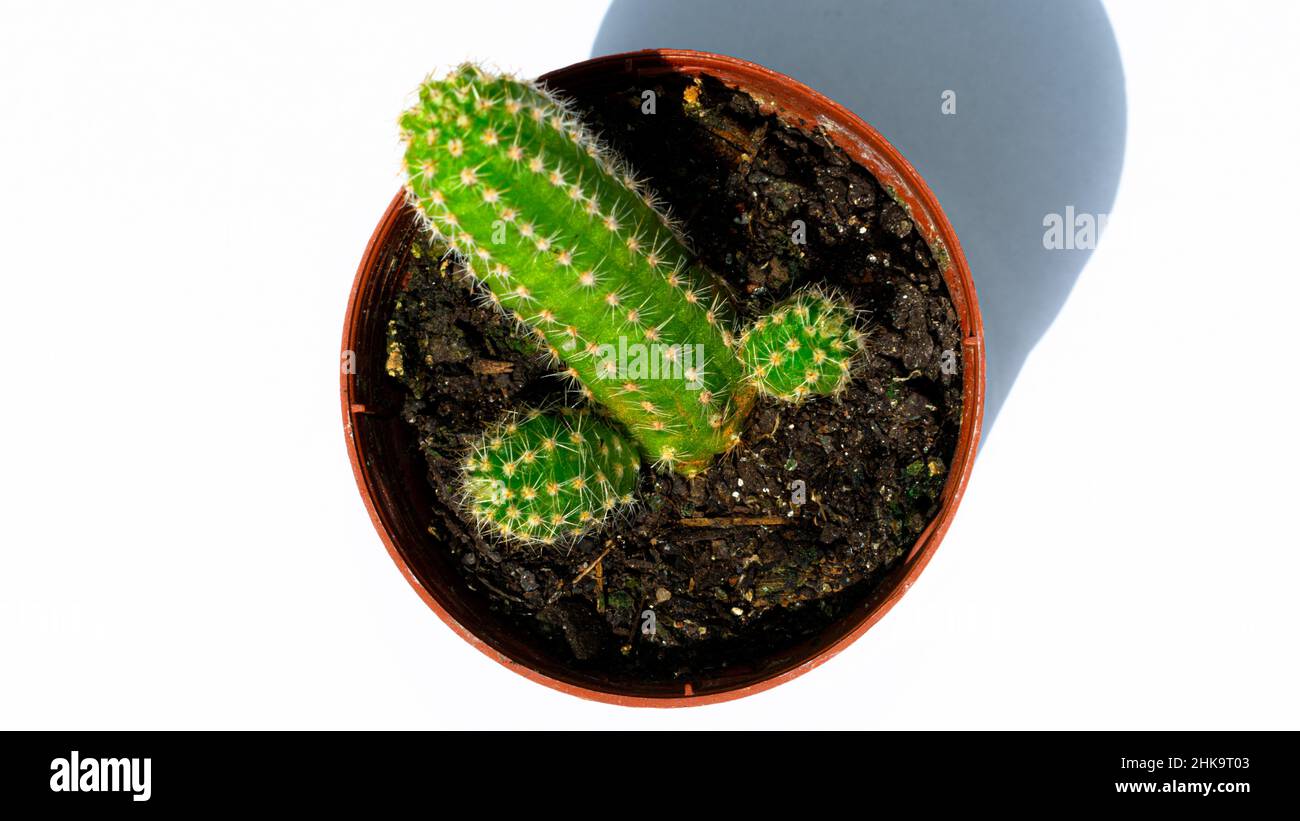 Photographs of green mini cacti, planted in a small brown plastic pot ...