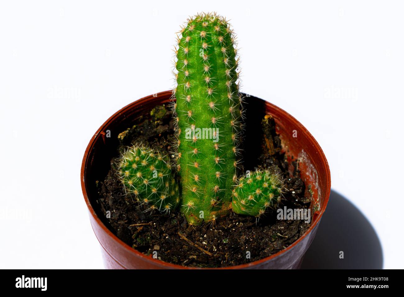 Photographs of green mini cacti, planted in a small brown plastic pot ...