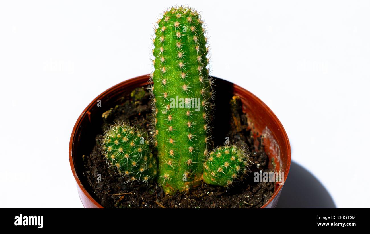 Photographs of green mini cacti, planted in a small brown plastic pot, with a white background ...