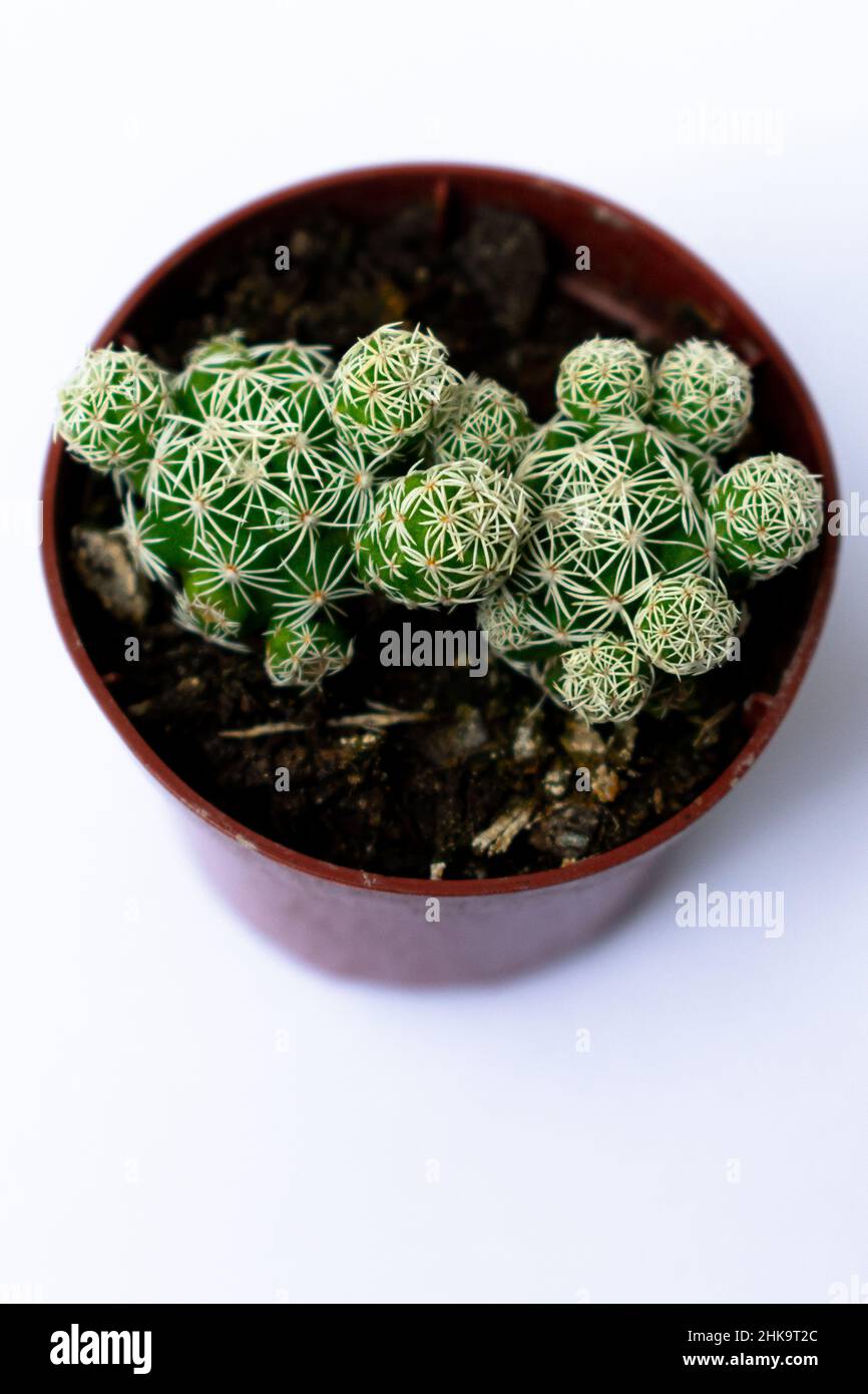 Photographs of green mini cacti, planted in a small brown plastic pot ...