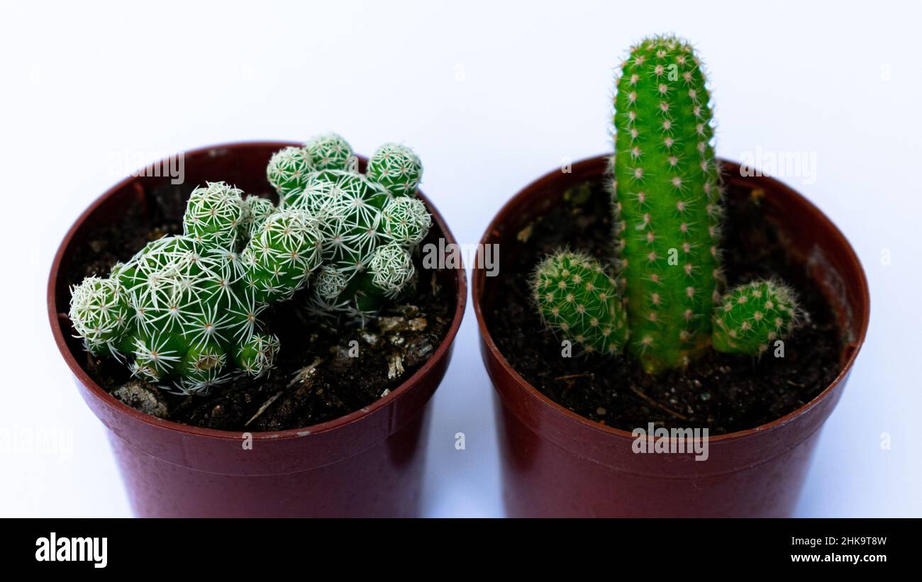 Photographs of green mini cacti, planted in a small brown plastic pot ...