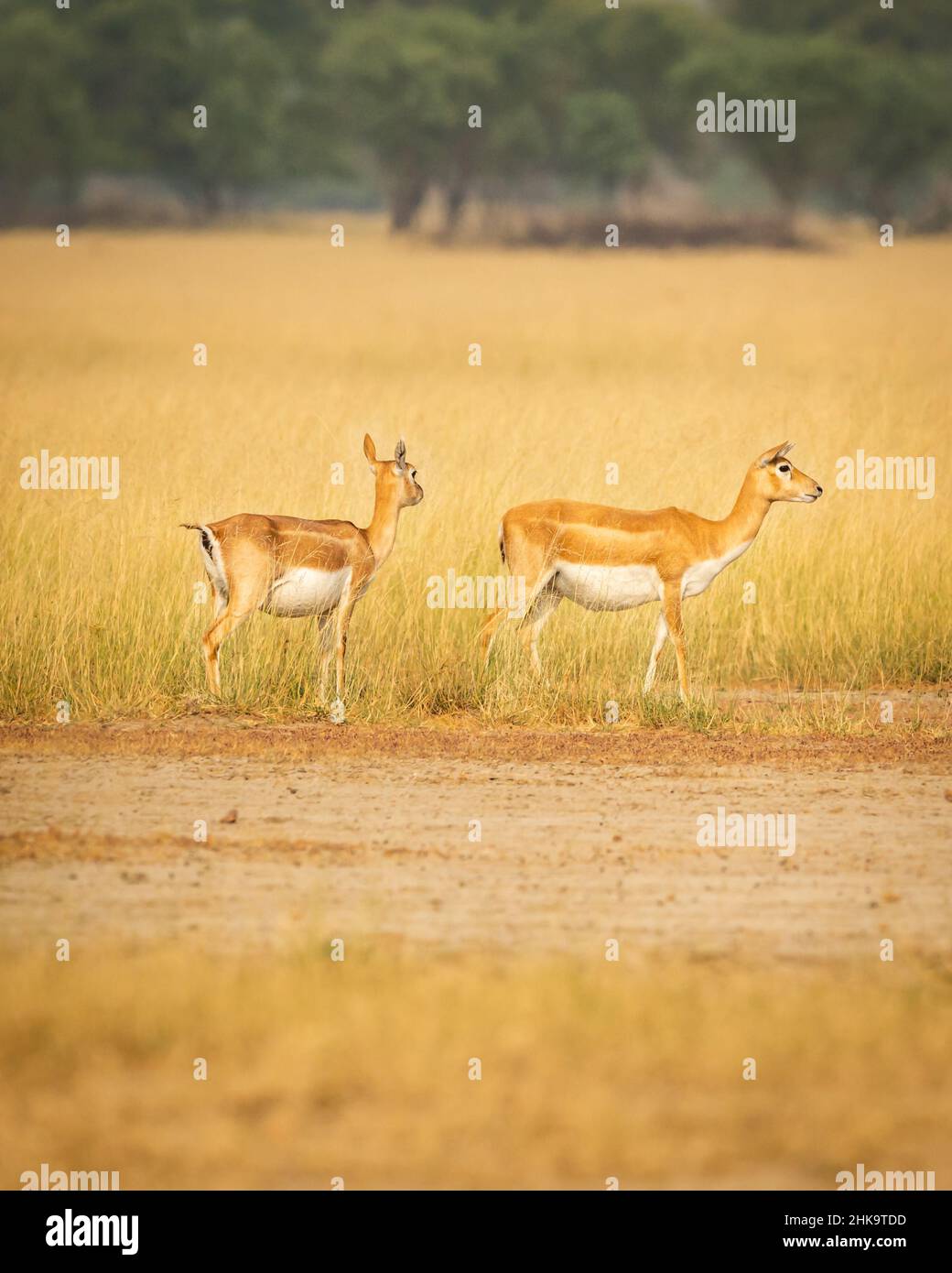 blackbuck or antilope cervicapra or indian antelope in grassland of tal ...
