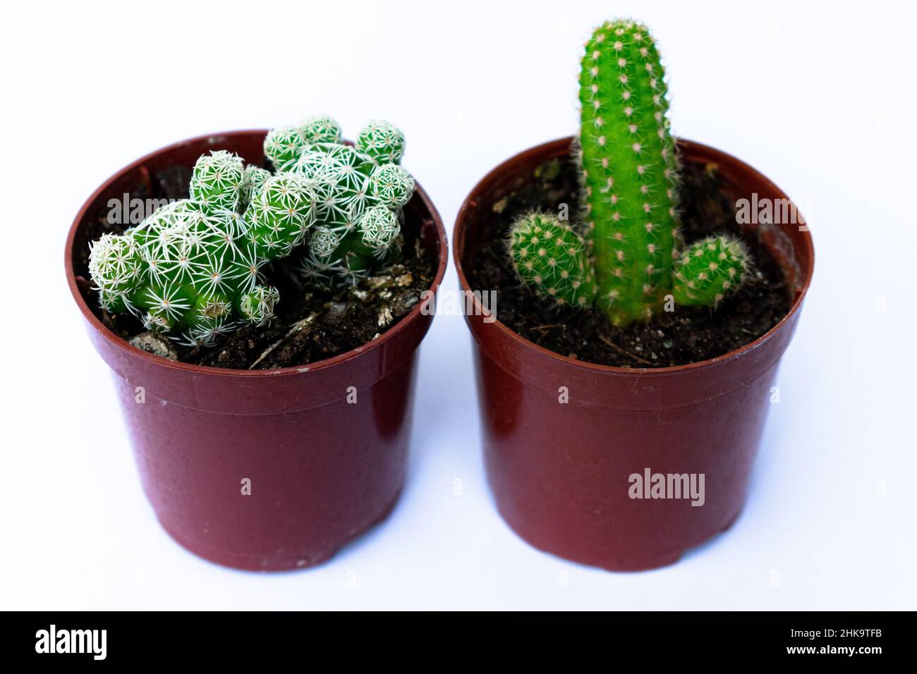 Photographs of green mini cacti, planted in a small brown plastic pot ...