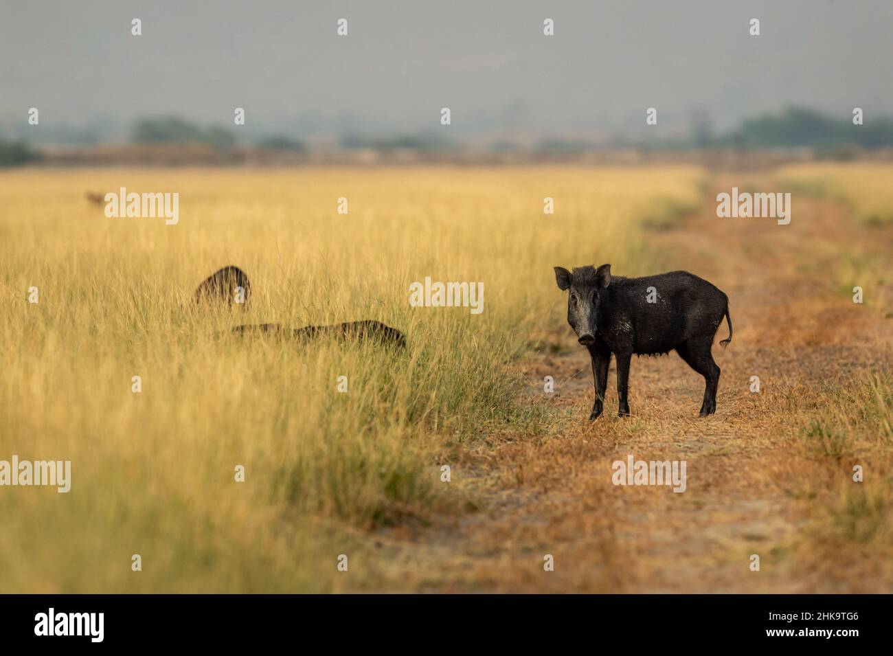 Indian boar or Andamanese or Moupin pig or wild boar animal with eye ...