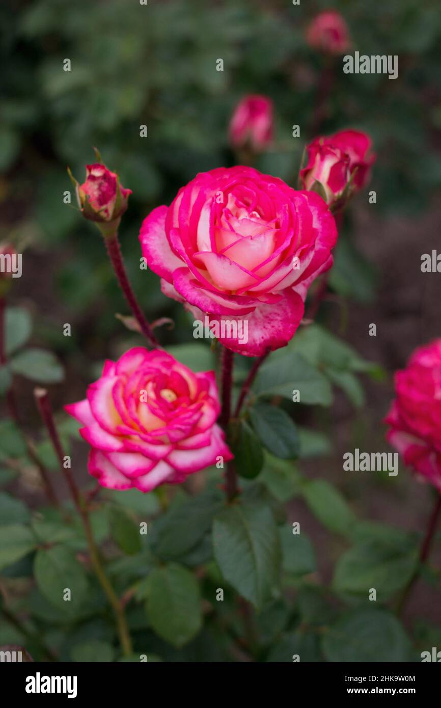 Bush of beautiful red white roses Stock Photo - Alamy