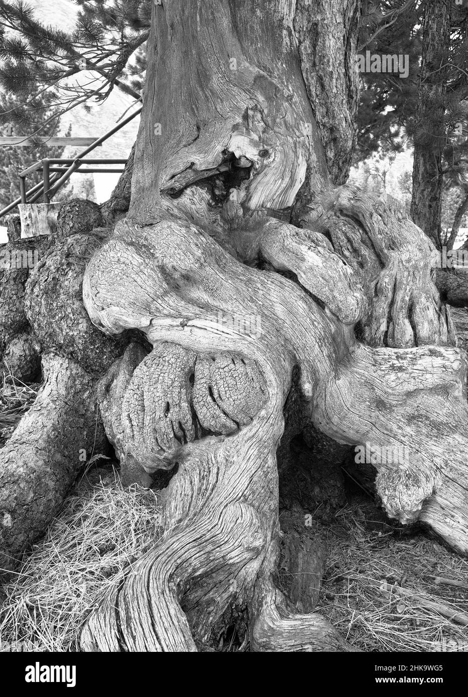 Altai coniferous trees up close hi-res stock photography and images - Alamy