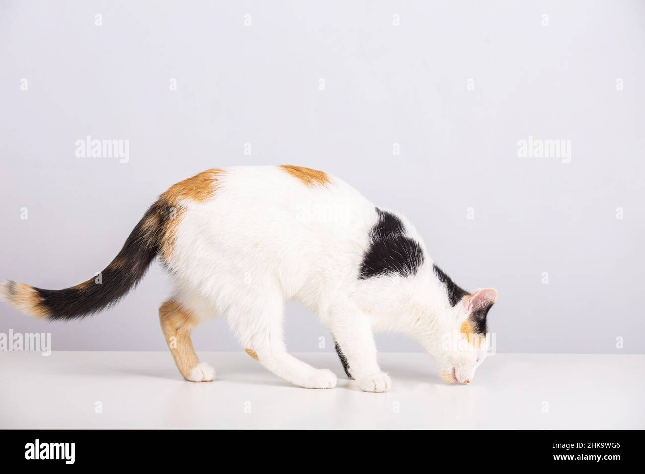 Side view profile of kitten walking and looking down attentive isolated ...