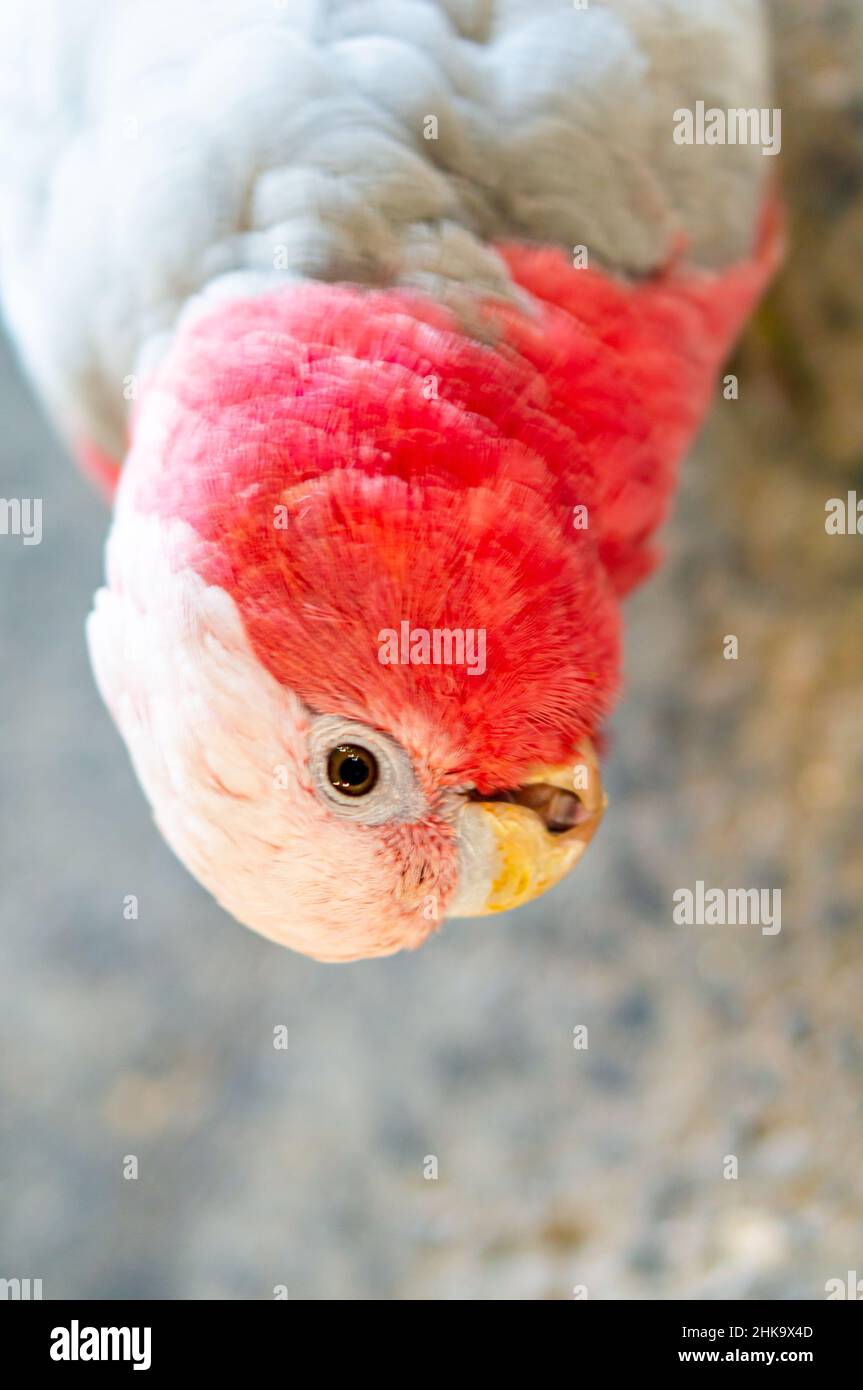 The galah, also known as the pink and grey cockatoo or rose-breasted ...