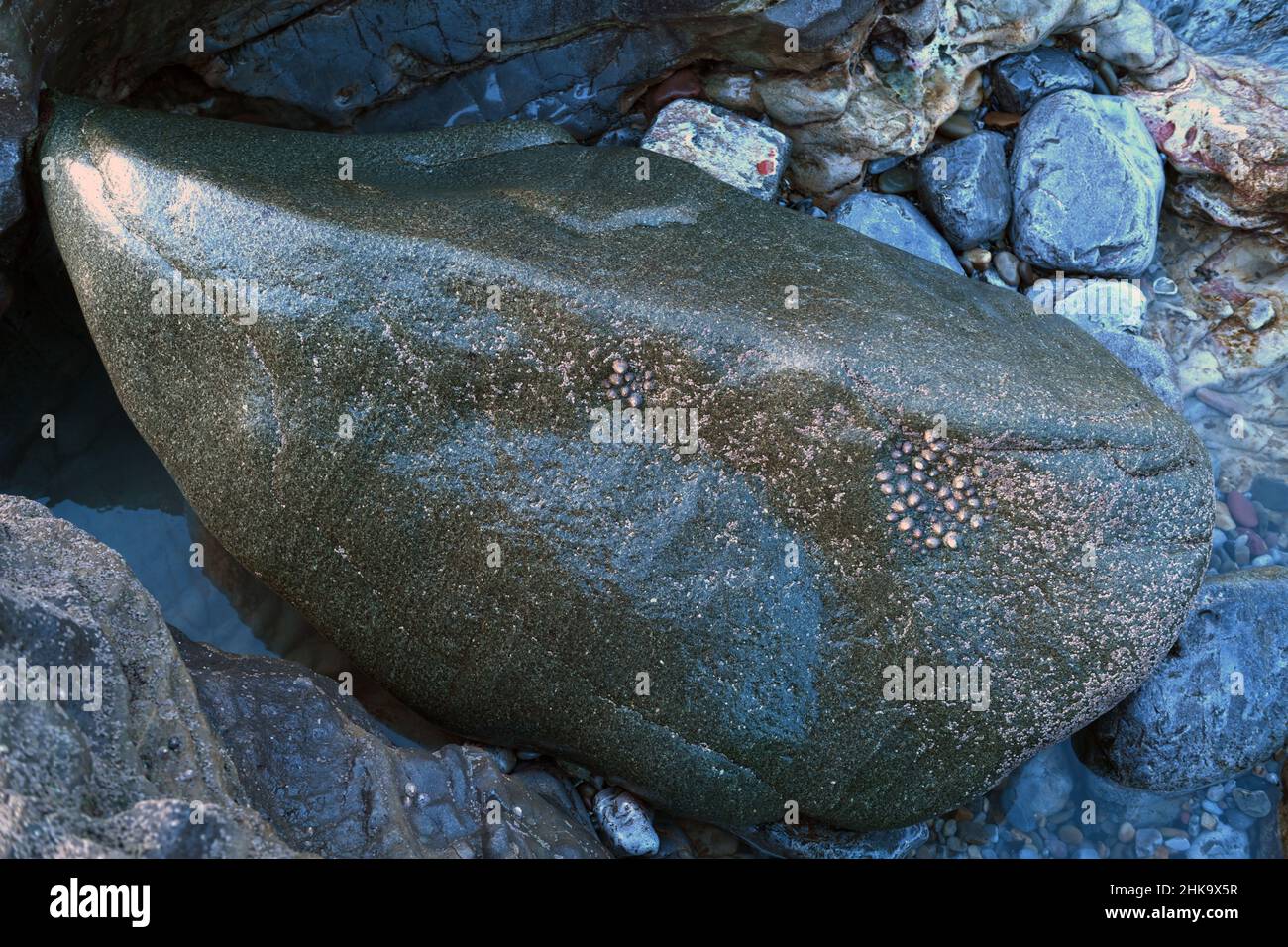 Green dolerite erratic carried on Irish Sea Glacier from Preseli to ...