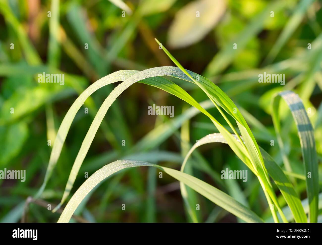 Curved blade of grass hi-res stock photography and images - Alamy
