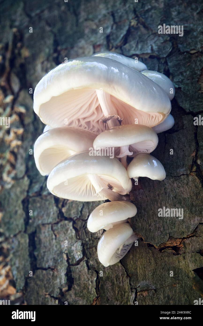 Oudemansiella mucida, commonly known as porcelain fungus, growing on a ...