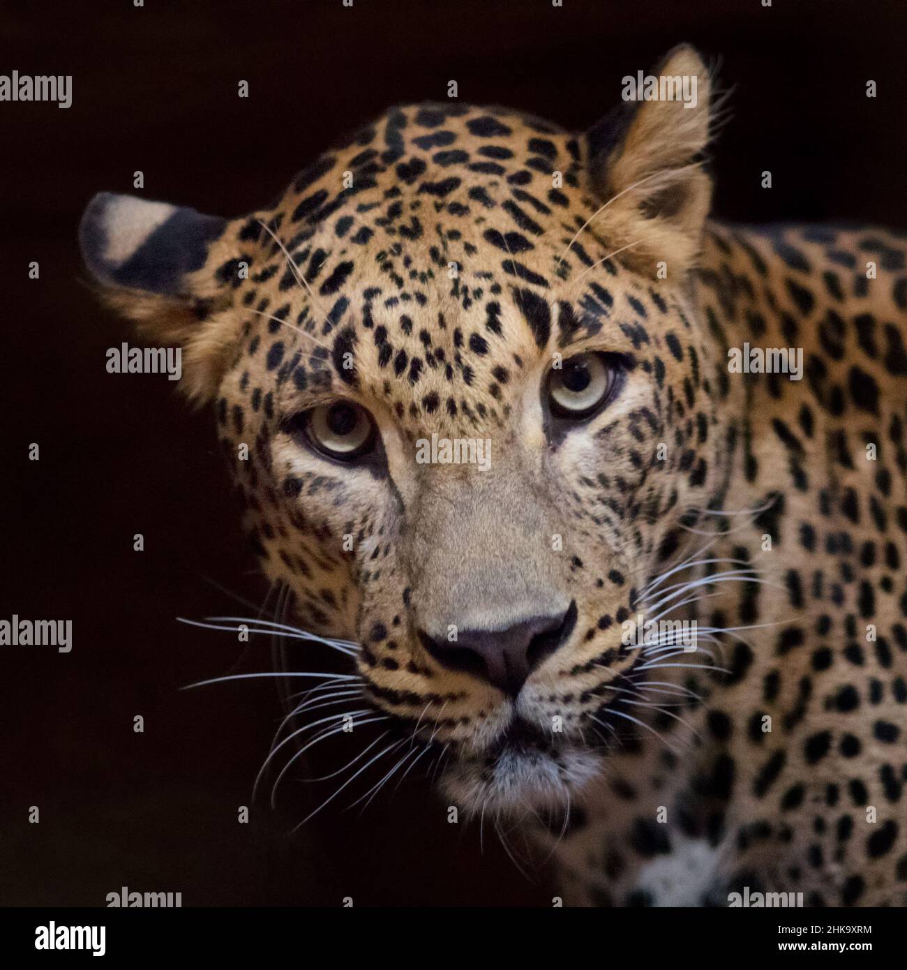 Front view of jaguar Stock Photo - Alamy
