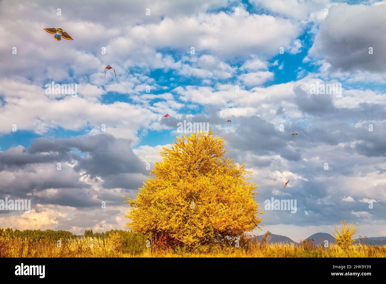 Flying a kite tree hi-res stock photography and images - Alamy