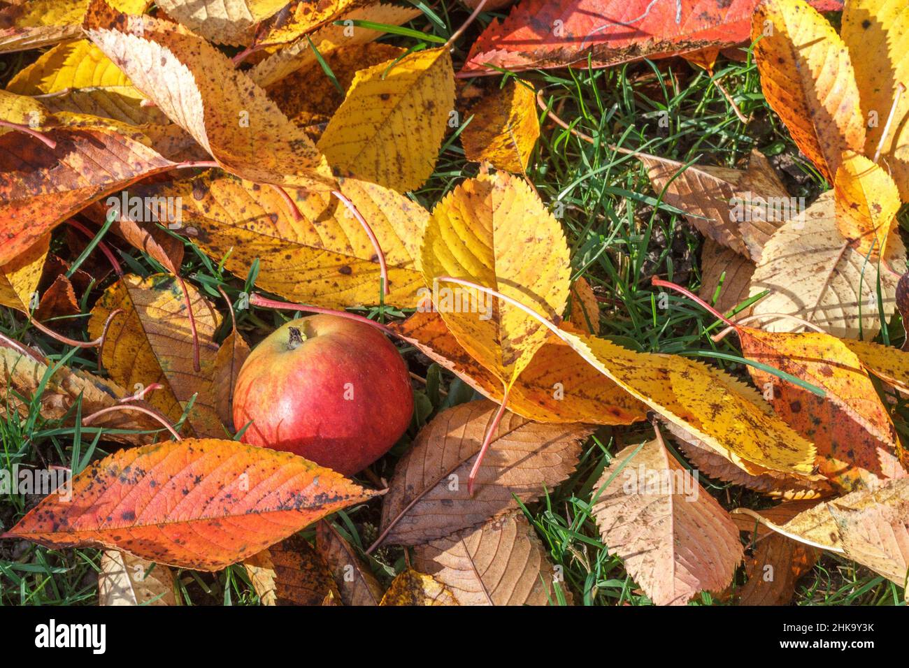 An apple falling on the ground between leaves of trees in the autumn ...