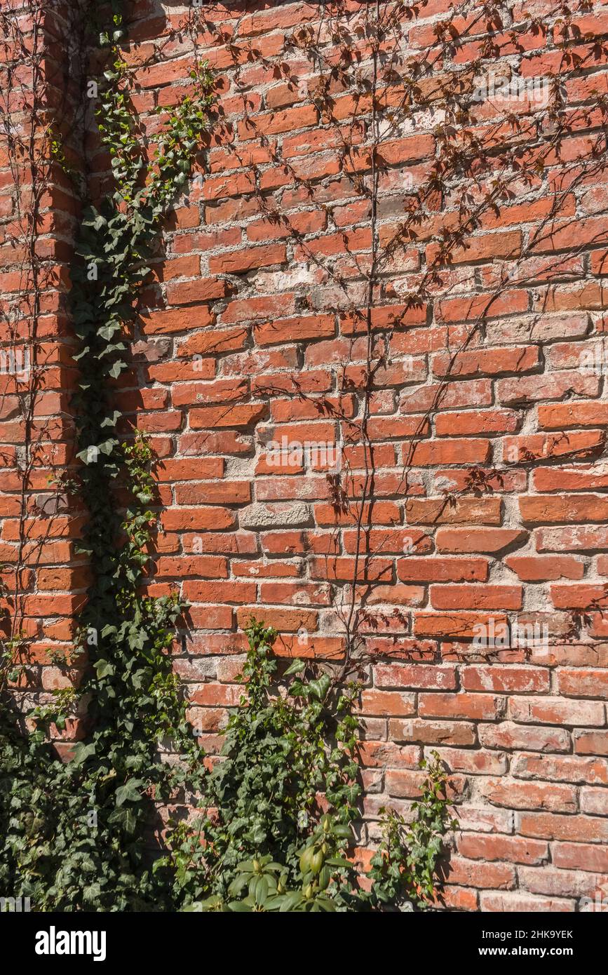 red brick wall with growing ivy and Parthenocissus climbing plants on ...