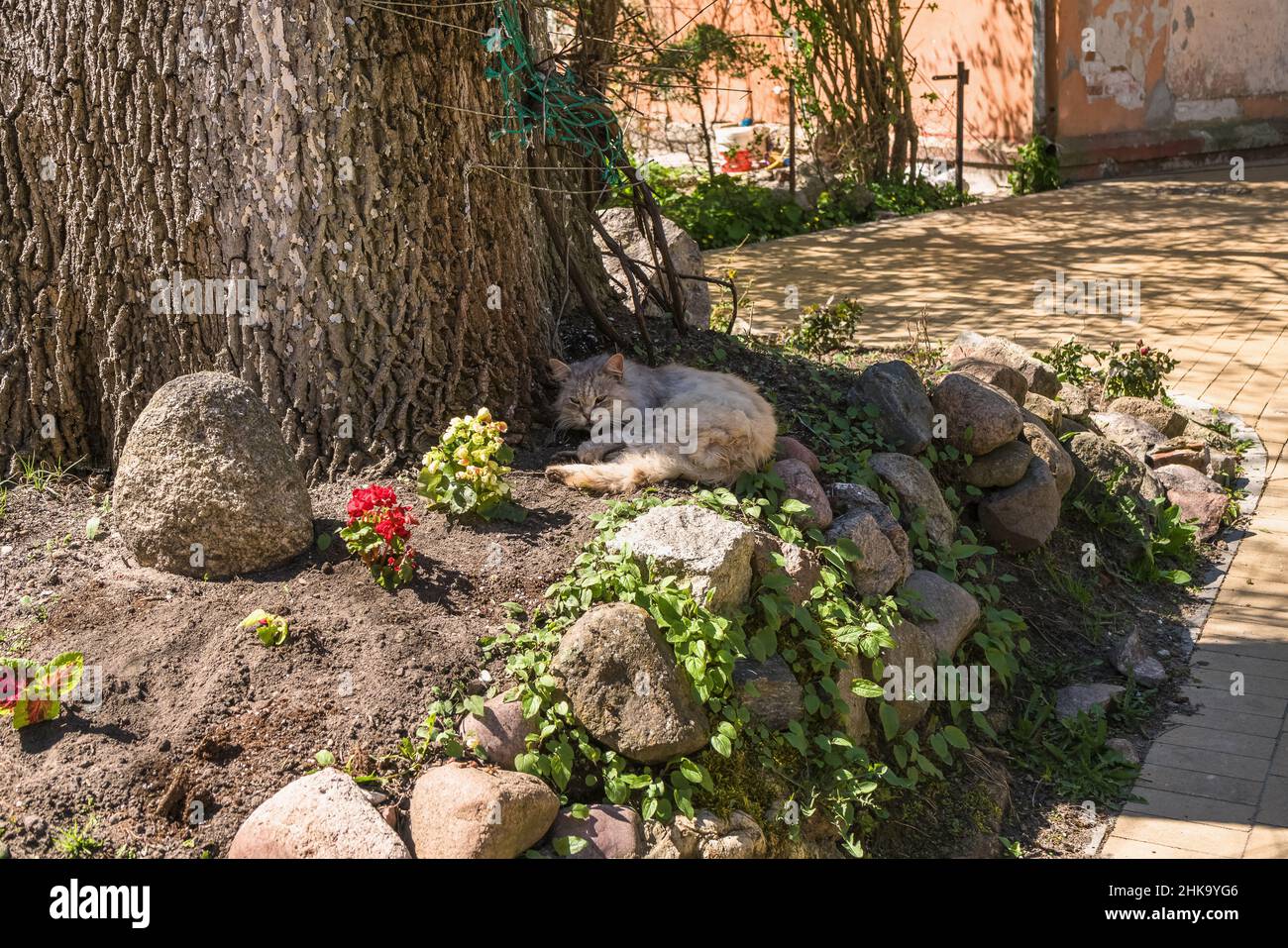 Cat under tree hi-res stock photography and images - Alamy