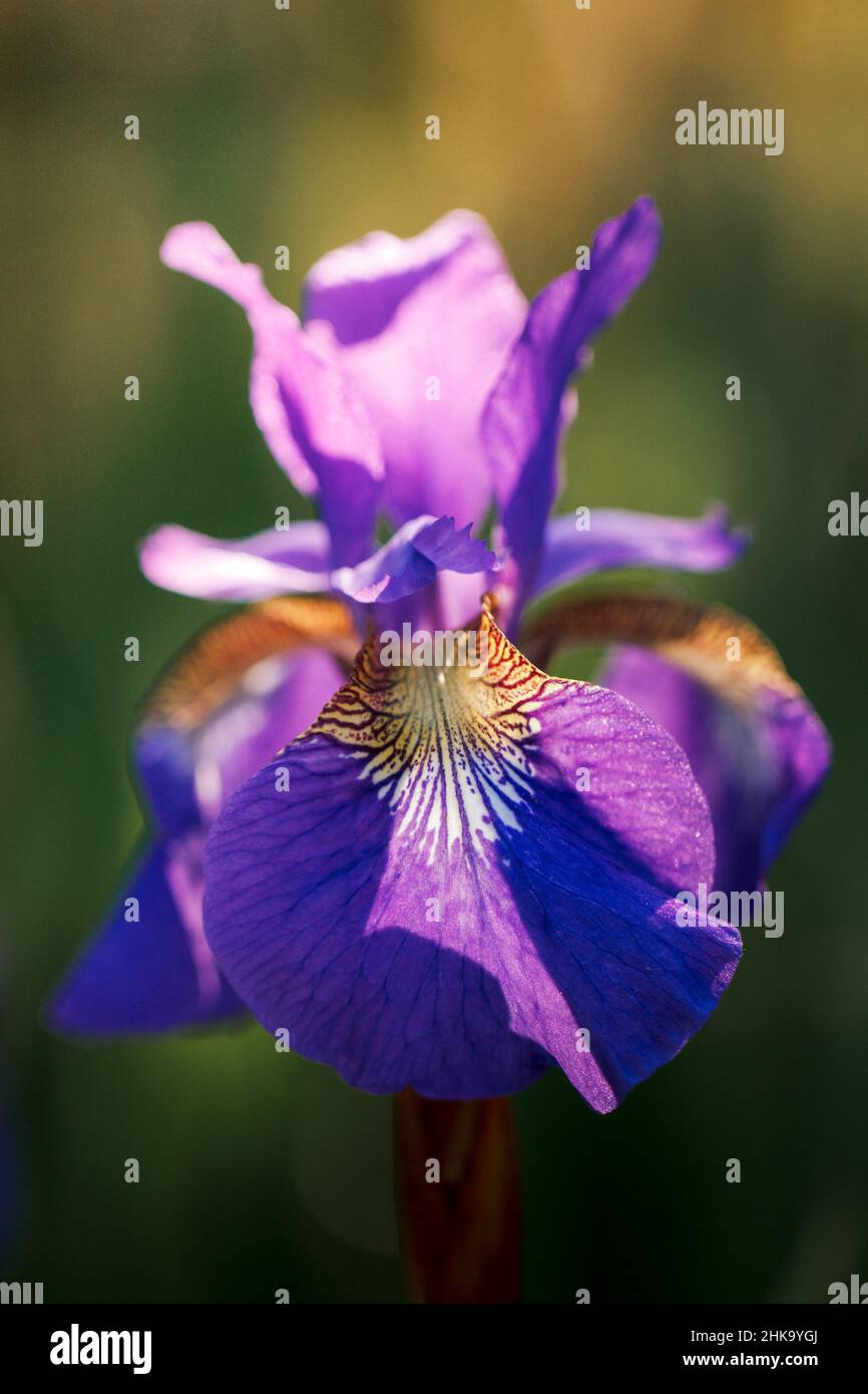 Violet iris hi-res stock photography and images - Alamy