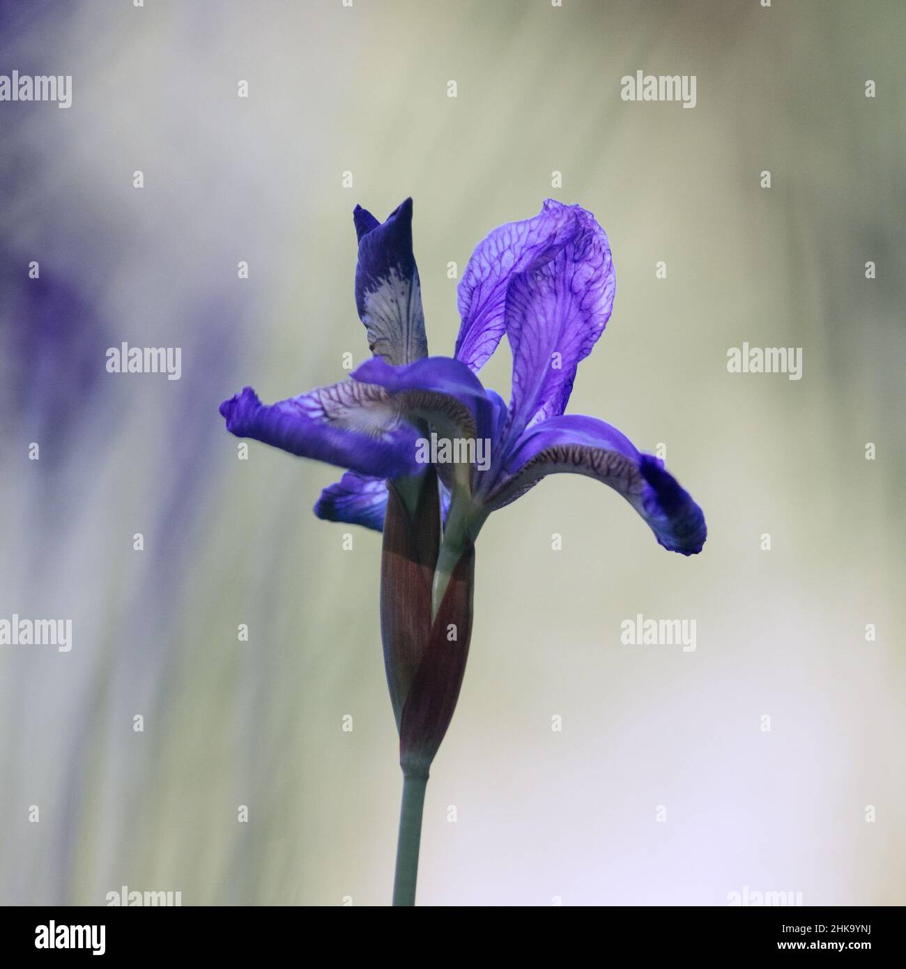 Violet iris hi-res stock photography and images - Alamy