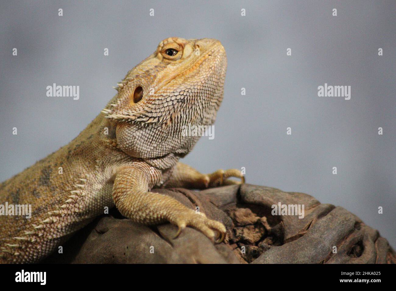 Bearded dragon lizard Stock Photo - Alamy