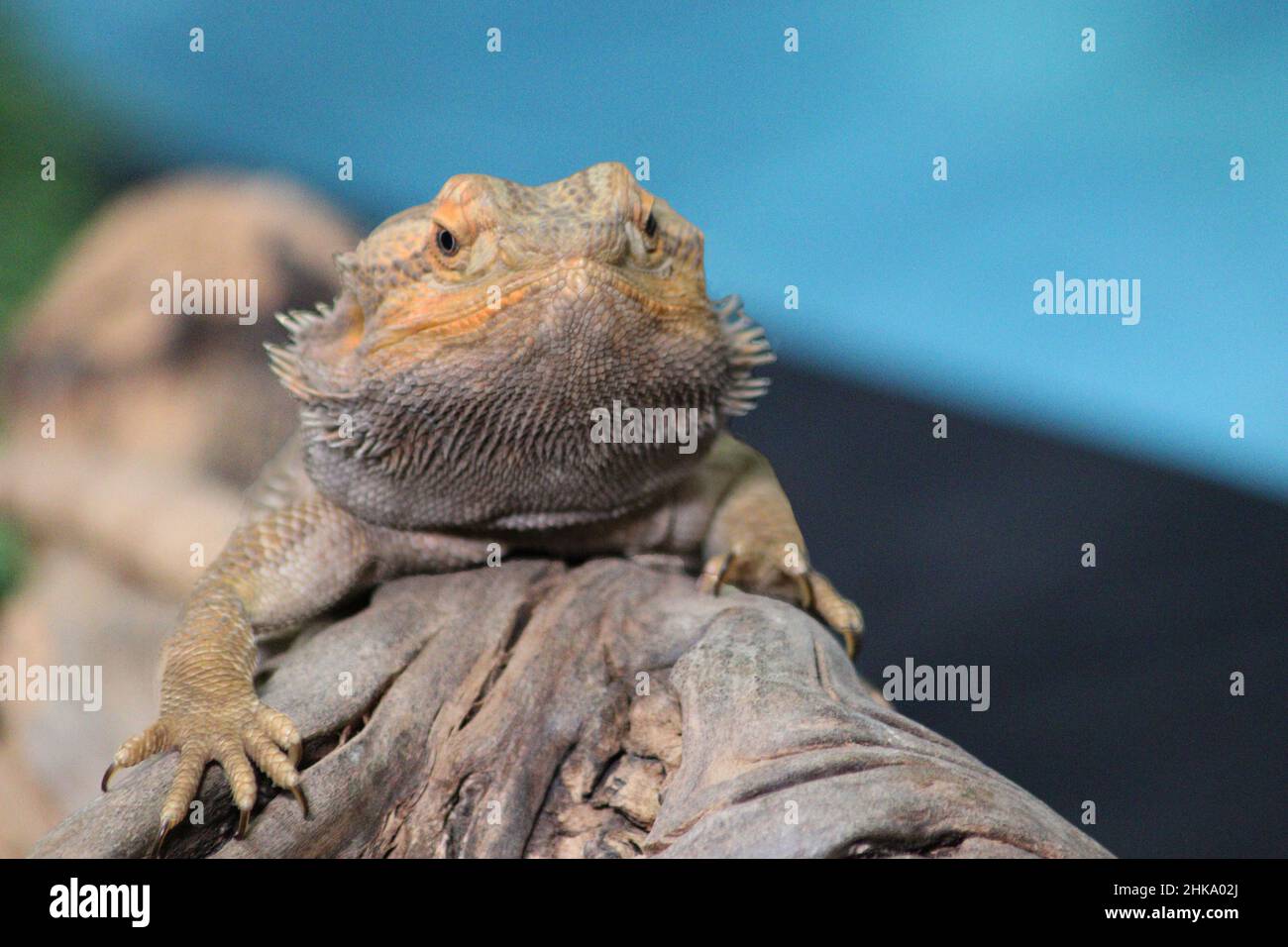 Bearded dragon lizard Stock Photo - Alamy