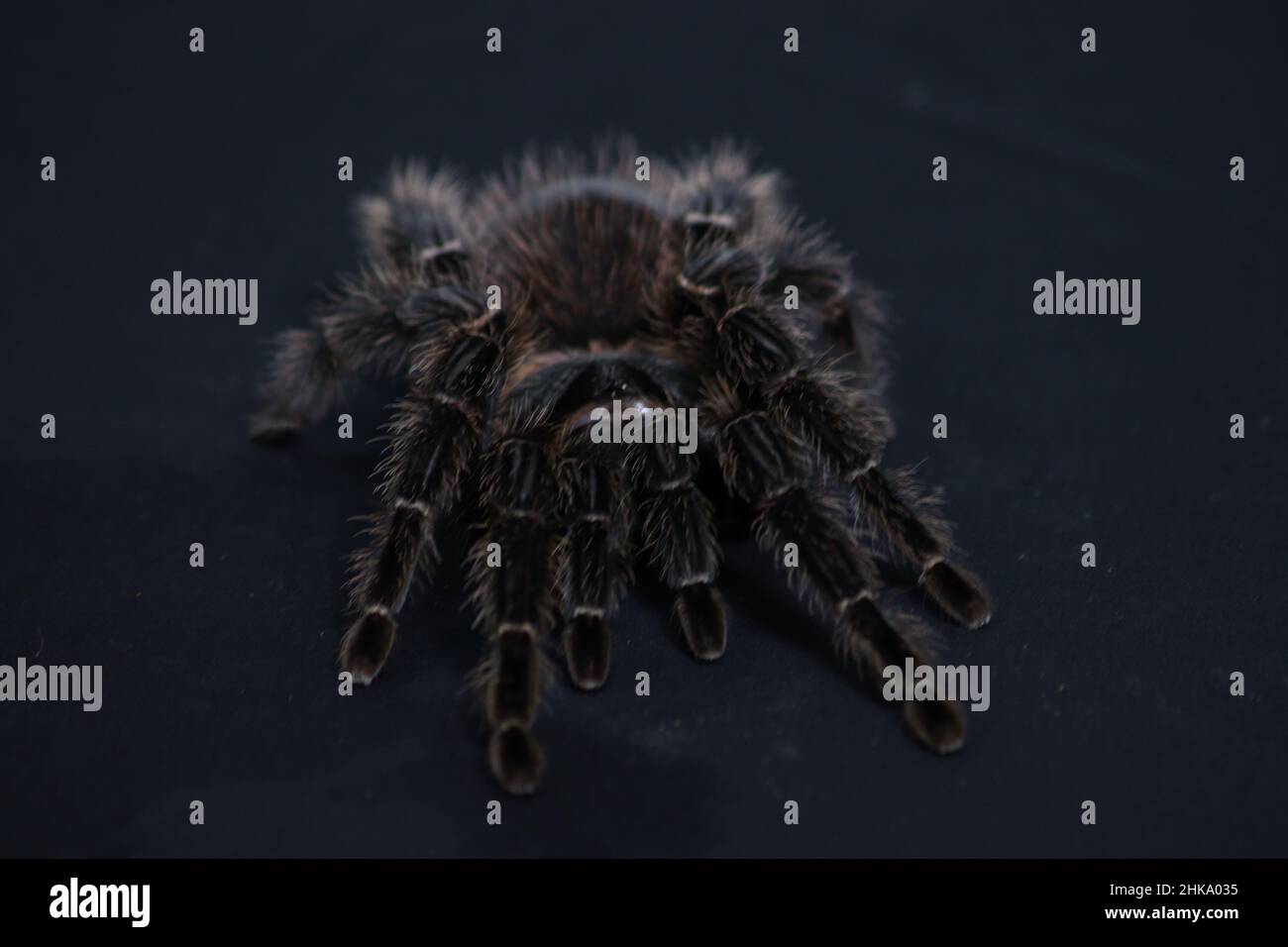 Set close up tarantula hi-res stock photography and images - Alamy
