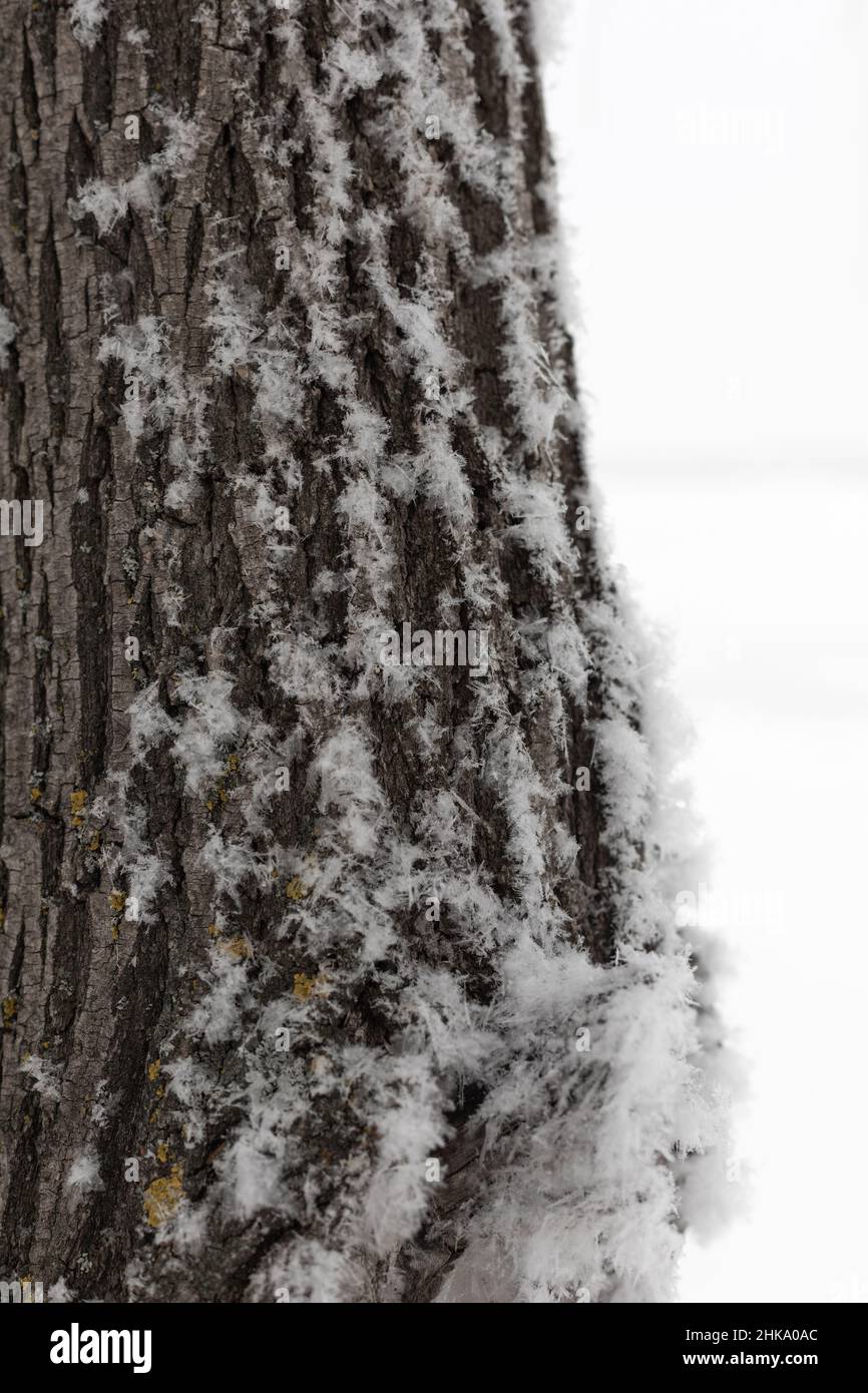 Snow partially covering bark of tree in forest with snowy field in ...